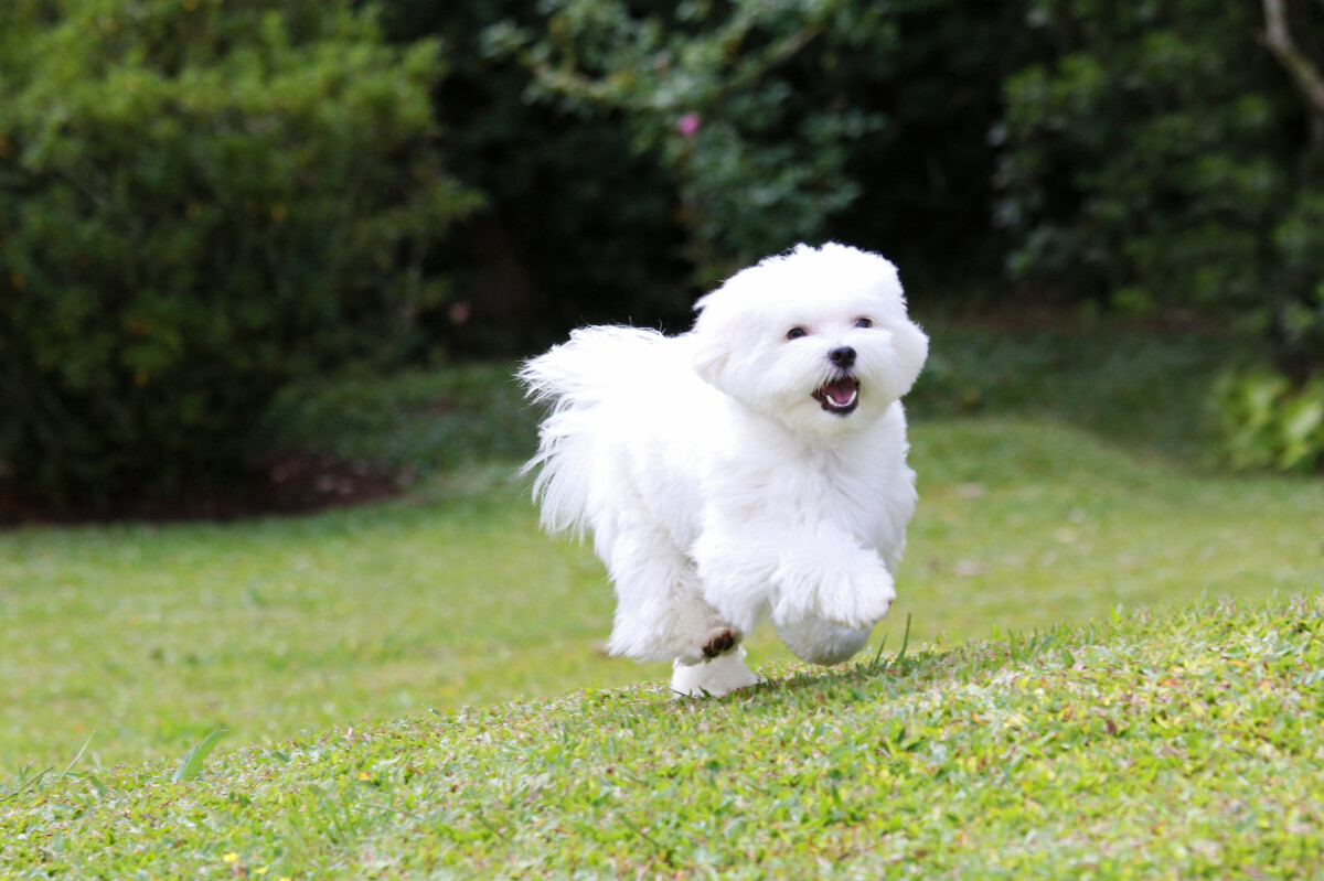 Bichón Maltés: características y cuidados | MiVet