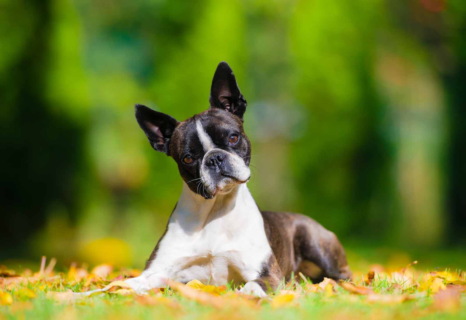 Los Boston Terrier Pueden Dar Largos Paseos