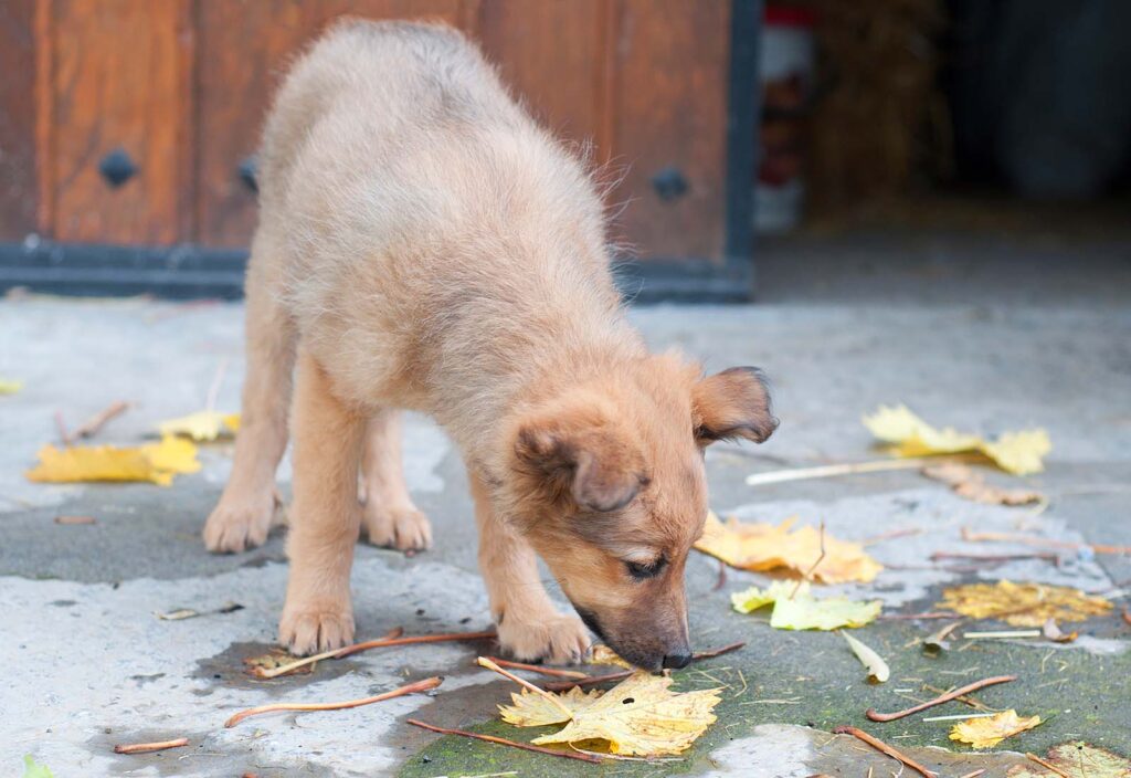 Pastor Vasco: Características y Cuidados | MiVet