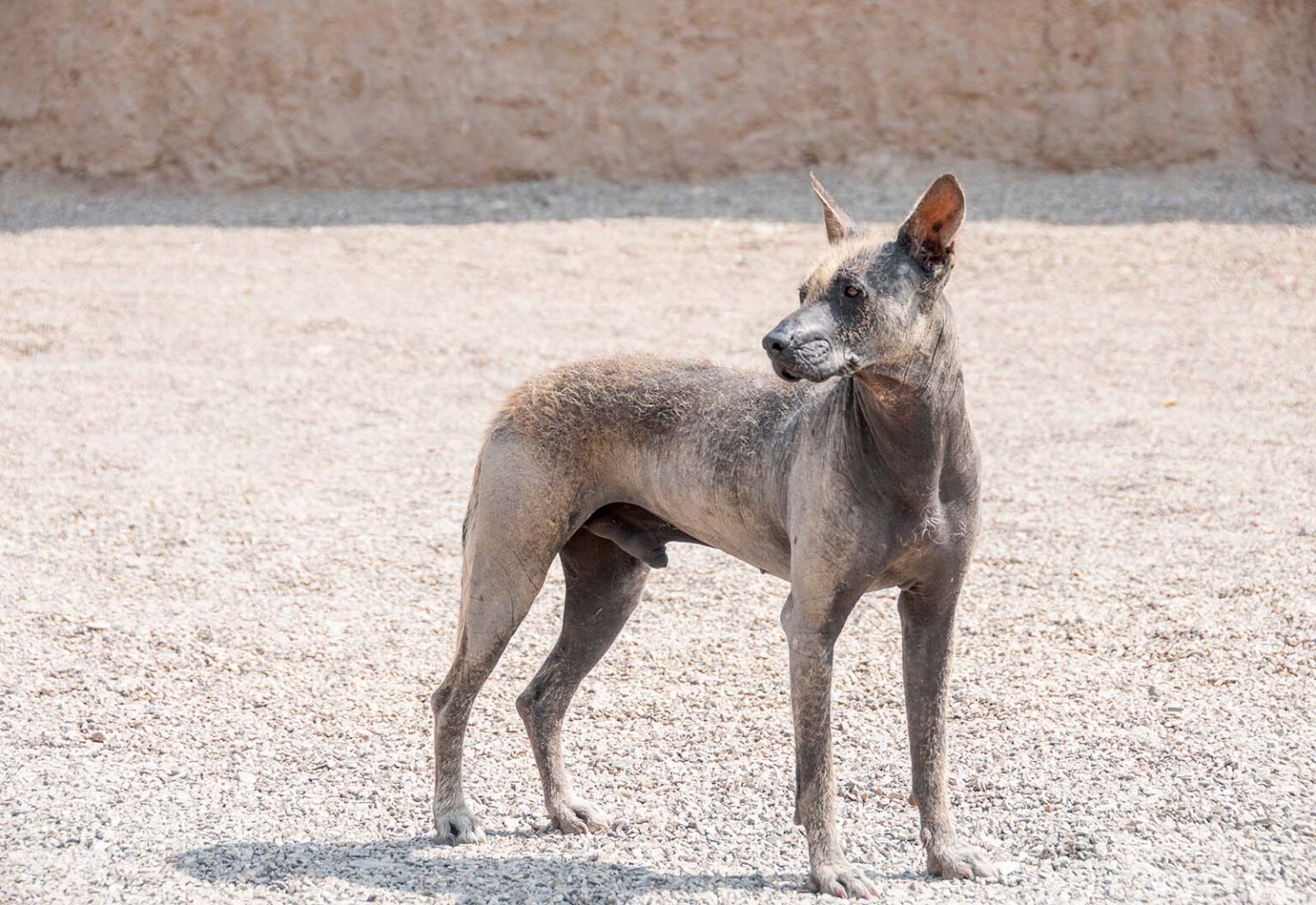 Características del Perro Sin Pelo del Perú | MiVet