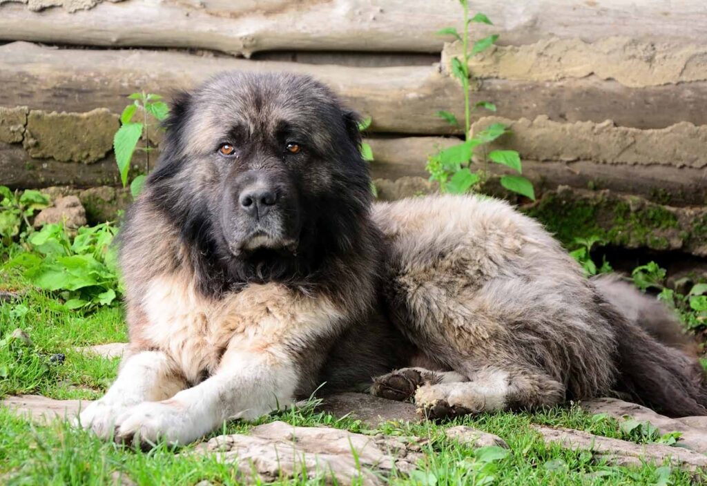 Pastor caucásico: características y origen | MiVet