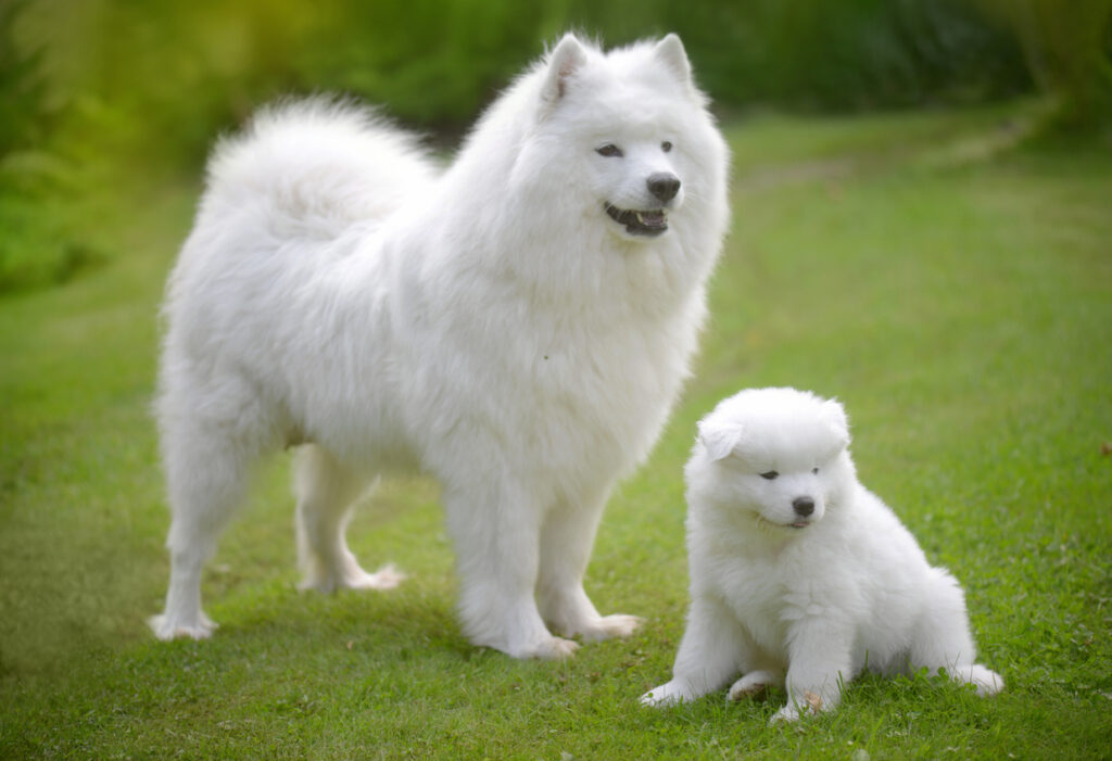 Características de la Raza Perro Samoyedo | MiVet