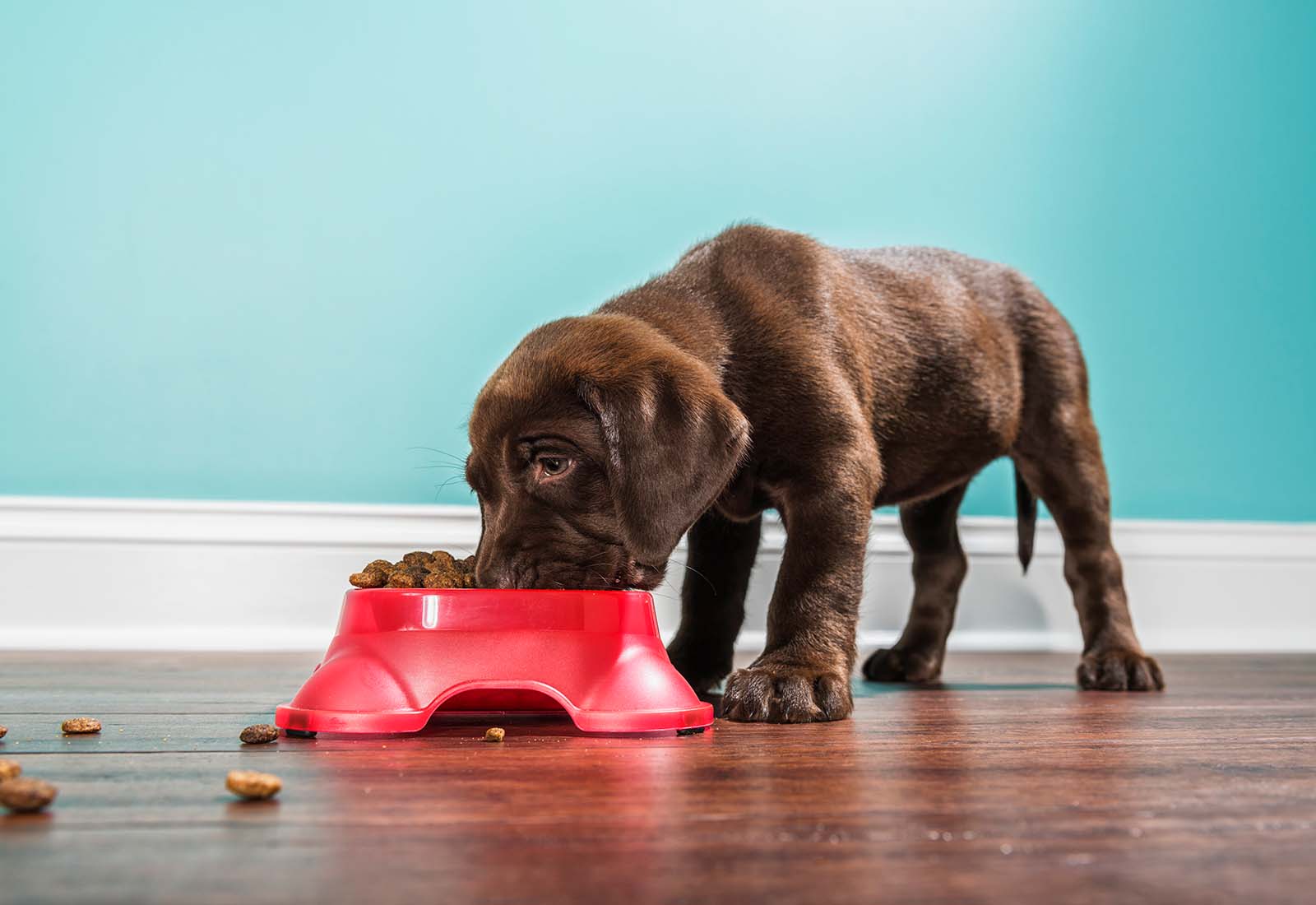 Comida para cachorros: tabla de porciones de alimentos para perros ...
