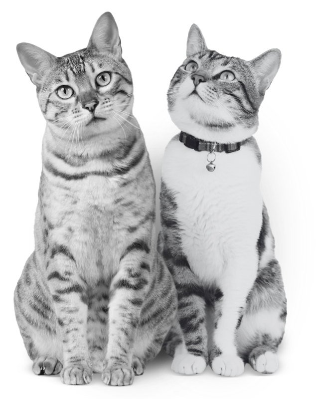 MiPlan Gato | MiVet | MiVet