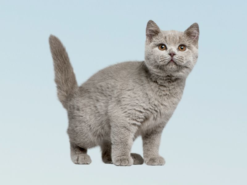 Consultas veterinarias para gatos de hasta 1 año | MiVet