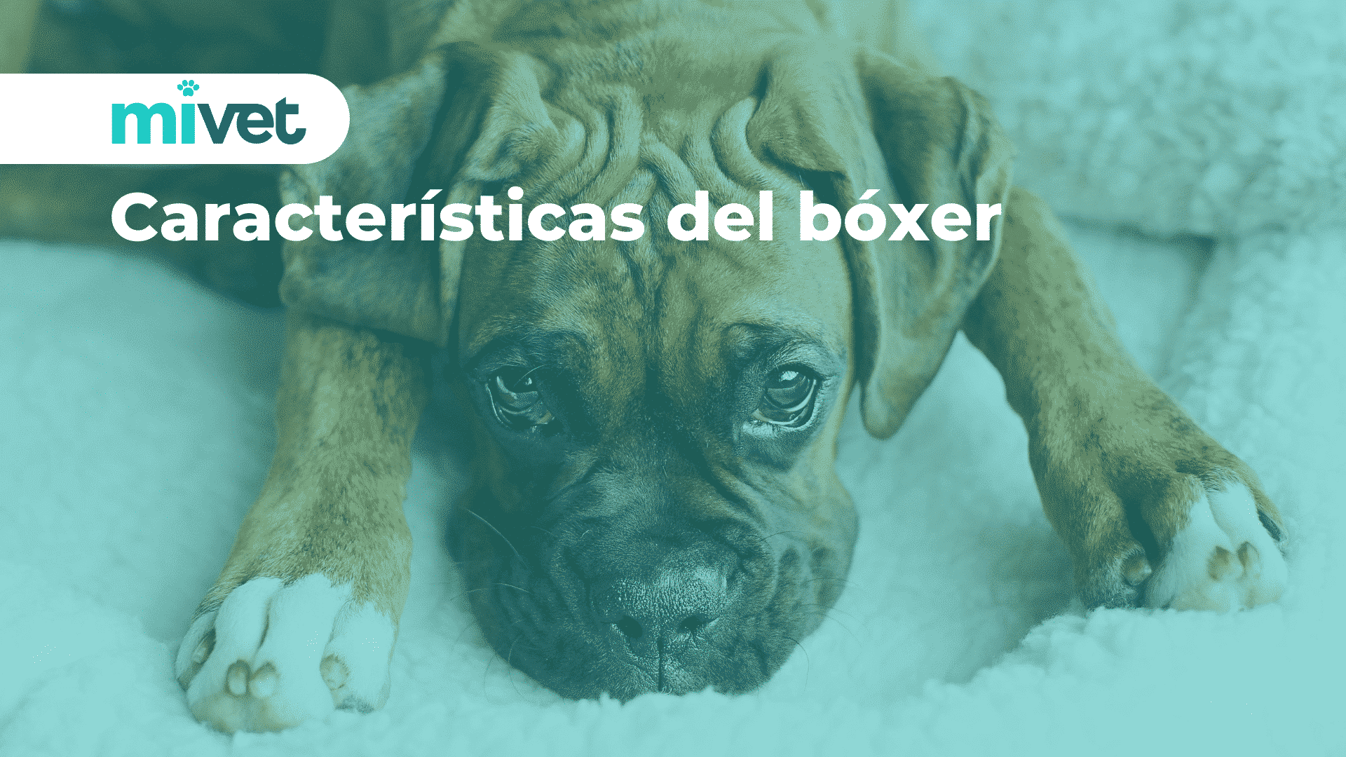 Características del bóxer | MiVet