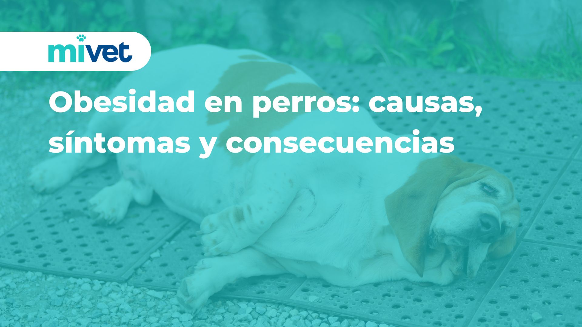 Obesidad en perros: causas, síntomas y consecuencias | MiVet
