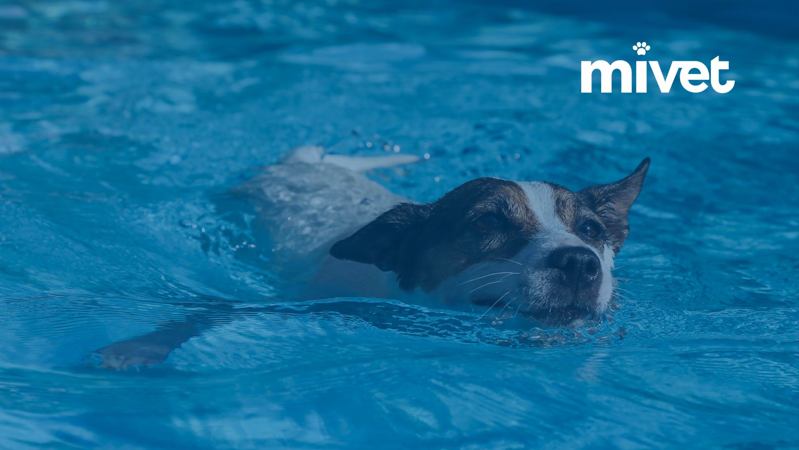 Descubre los mejores parques acuáticos para perros: Disfruta al máximo del verano junto a tu ...