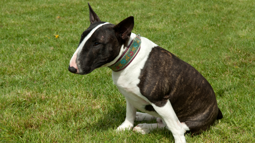 Características del bull terrier miniatura | MiVet