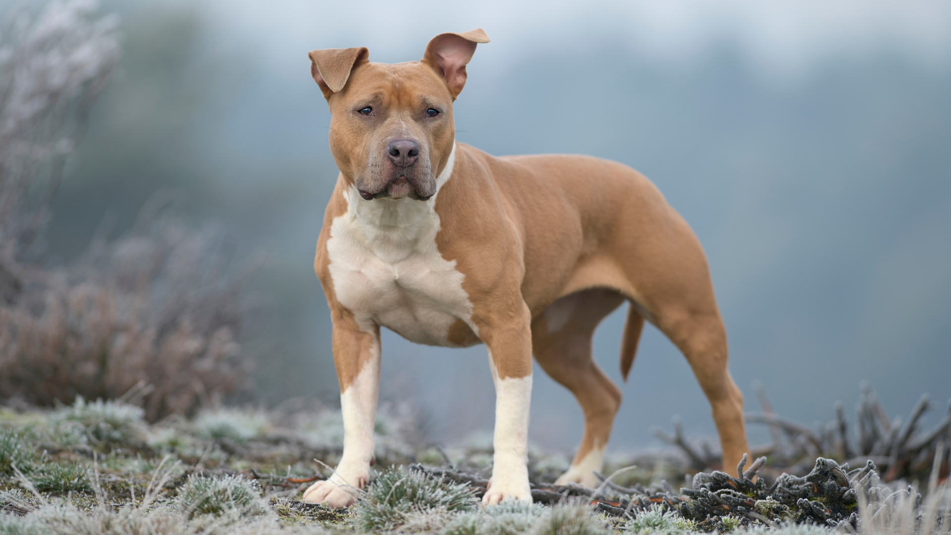 Características del american Staffordshire terrier | MiVet
