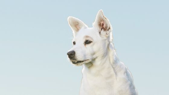 Consultas veterinarias para perros de 14 años | MiVet