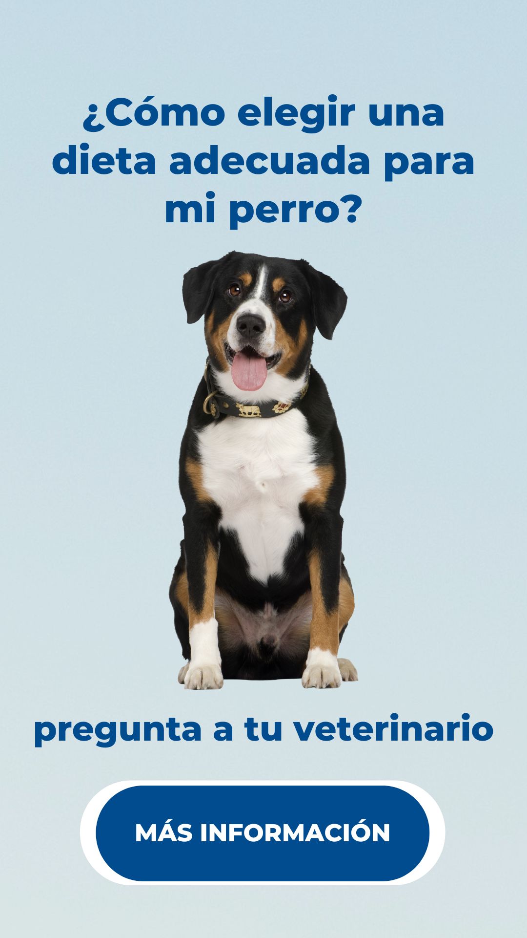 ¿Qué dieta debe seguir mi perro? | MiVet