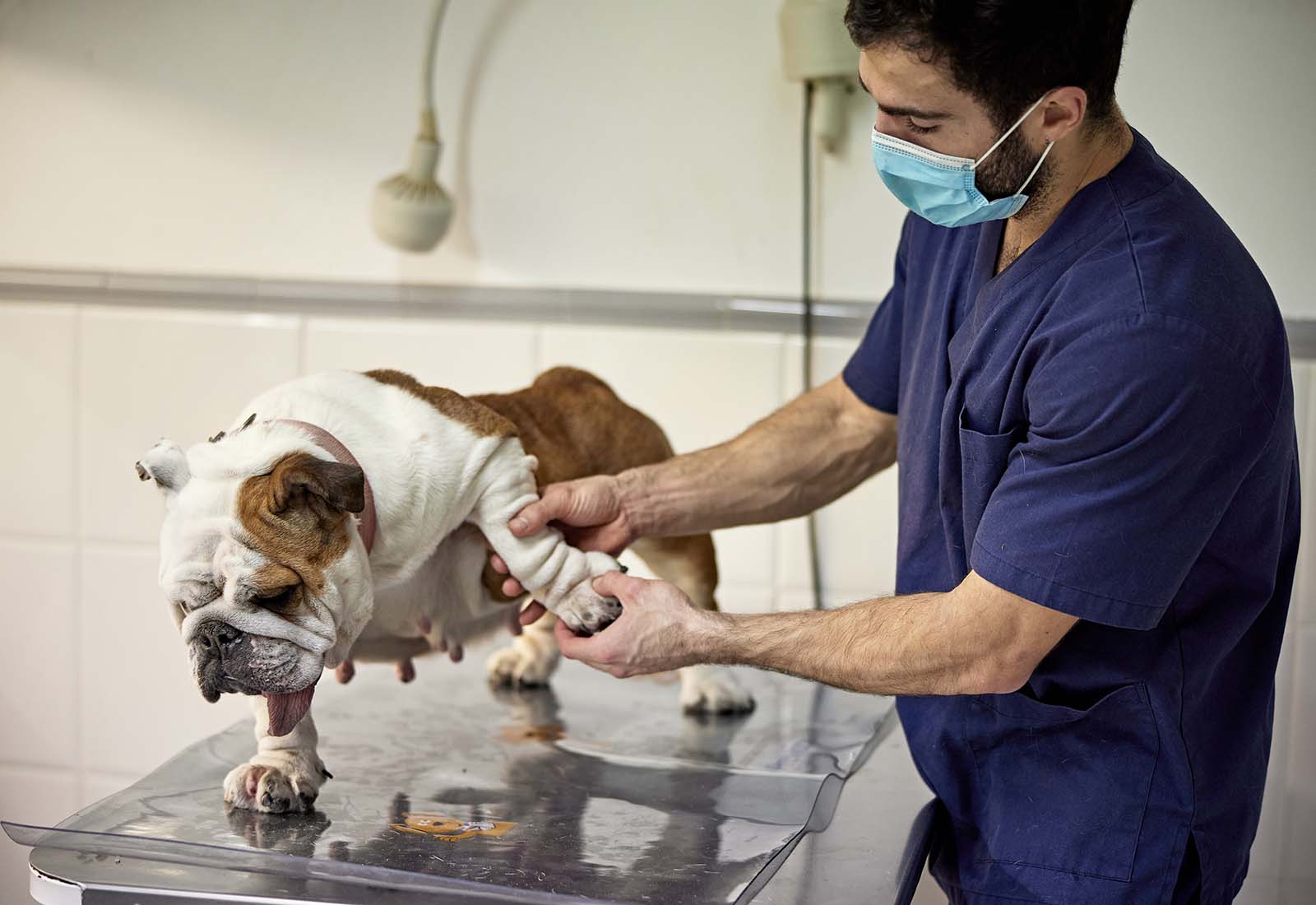 Vértigo en Animales: Síntomas y Causas | MiVet