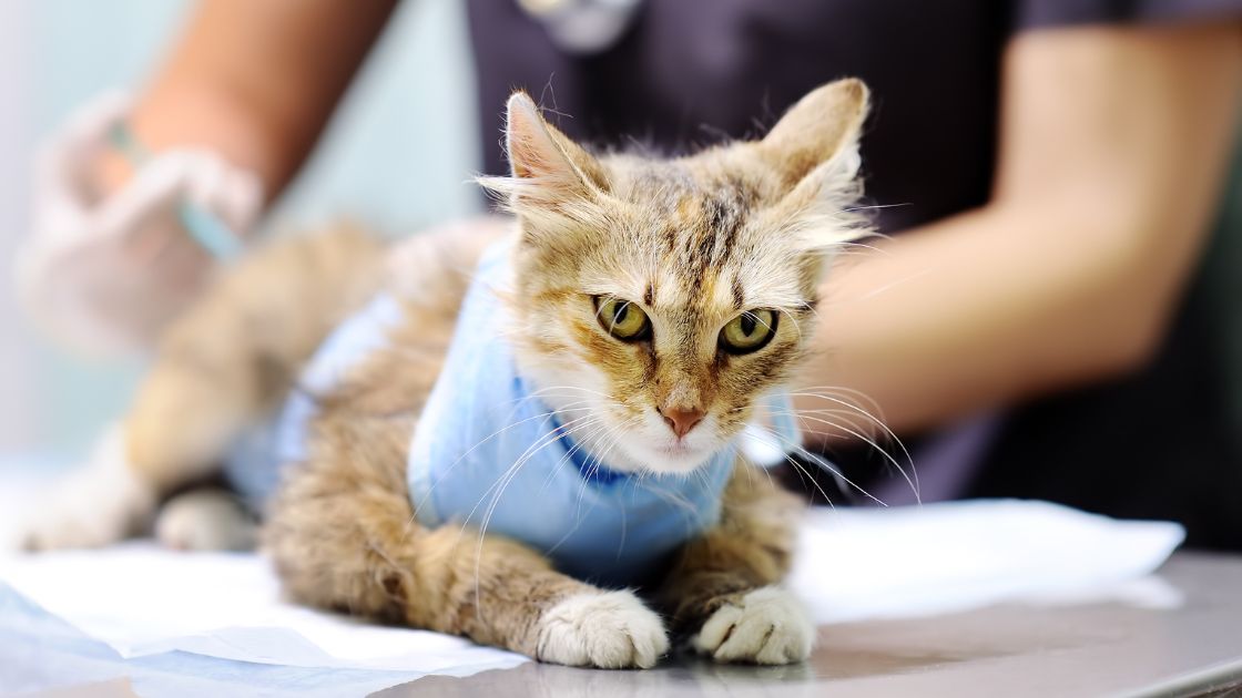 Cuándo esterilizar a una gata | MiVet