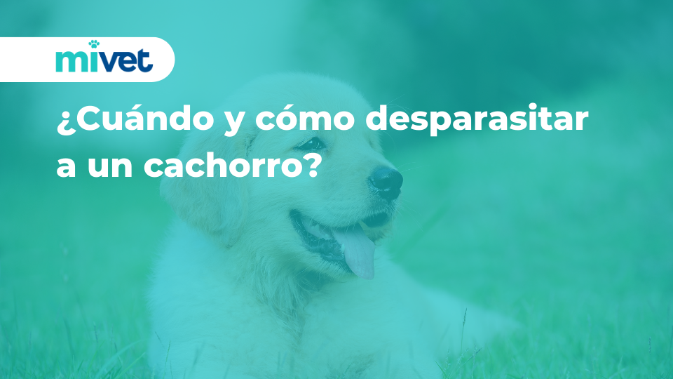 Cada Cuanto Tiempo Se Deben Despulpar Y Desparasitar A Los Cachorros