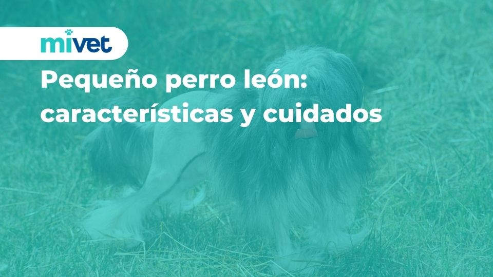 Pequeño perro león: características y cuidados | MiVet