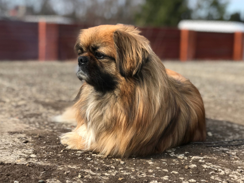 Pekinés: características y cuidados | MiVet