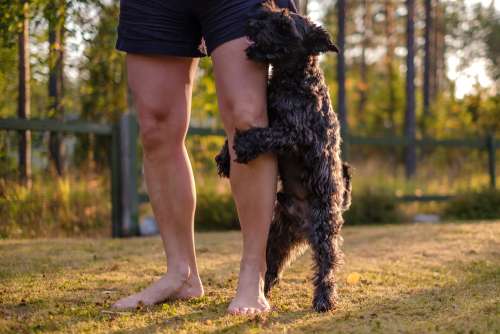 A Que Edad Montan Los Cachorros Machos
