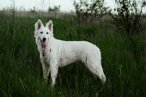 Características del pastor blanco suizo | MiVet