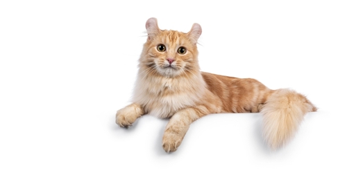 Gato curl americano: características y cuidados | MiVet