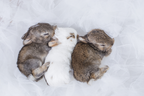 ¿Cuántos conejos puede tener una coneja? | MiVet