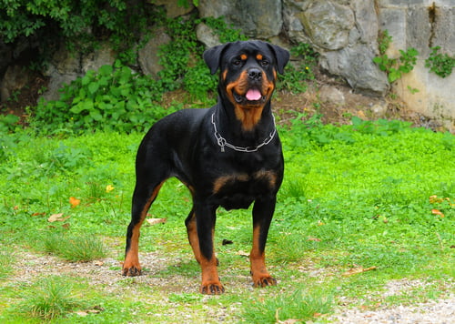 Características del rottweiler: apariencia, carácter y cuidados | MiVet
