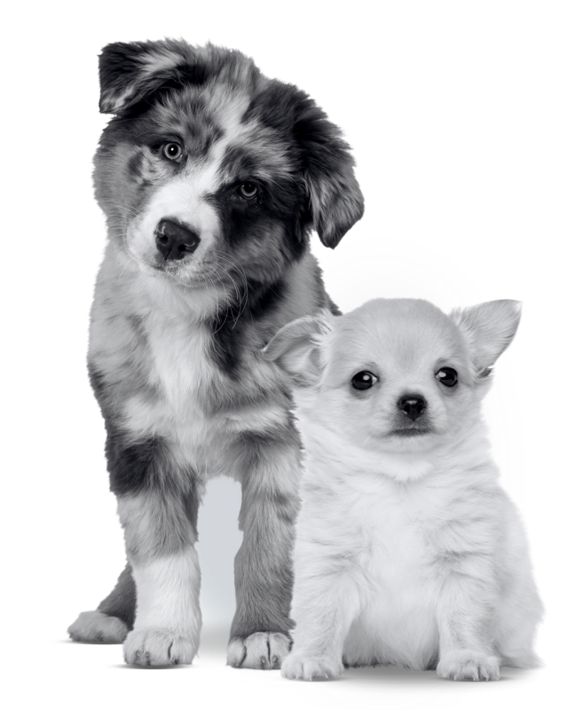 MiPlan Cachorro | MiVet | MiVet