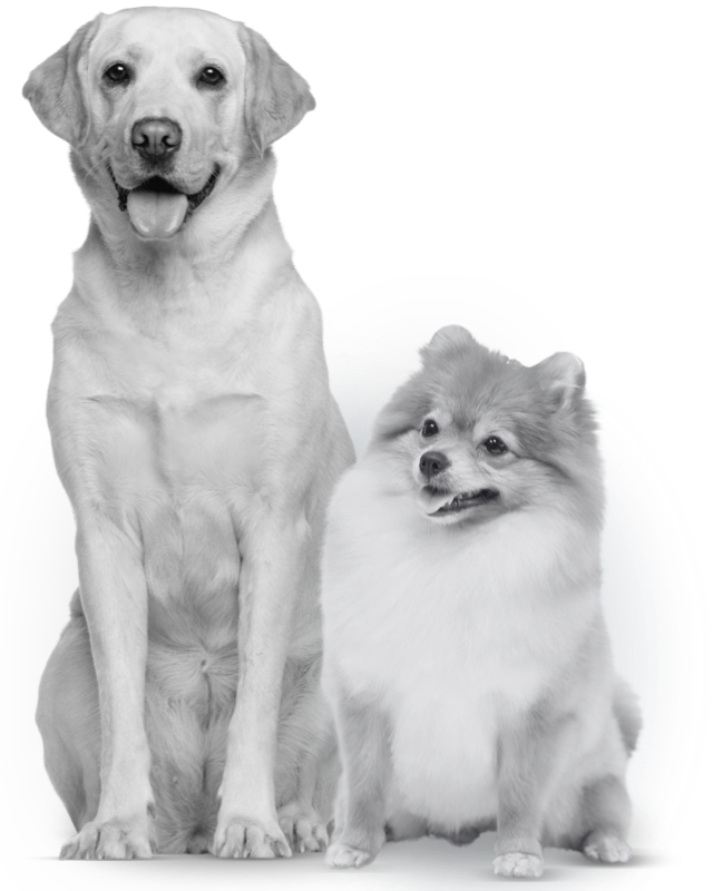 MiPlan Perro | MiVet | MiVet