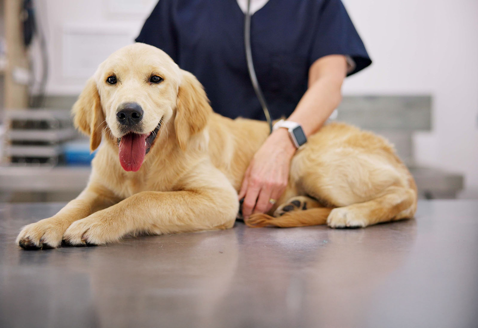 ¿Qué hacer si mi perro tiene diarrea? | MiVet