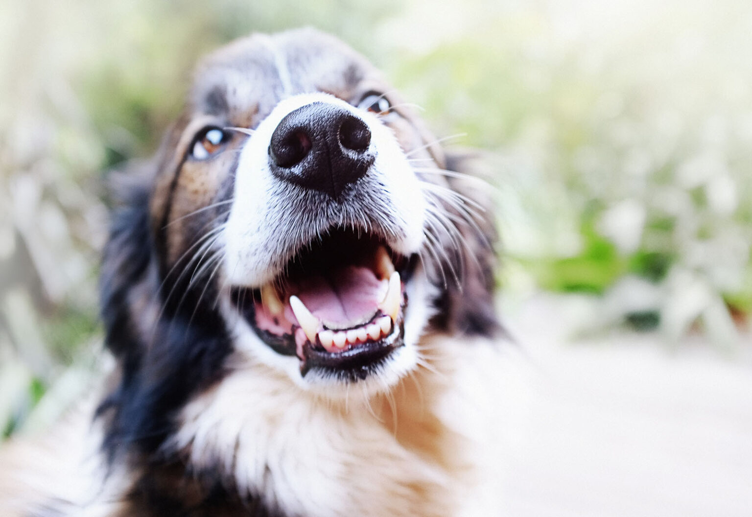 ¿Cómo quitar el mal aliento en perros? | MiVet