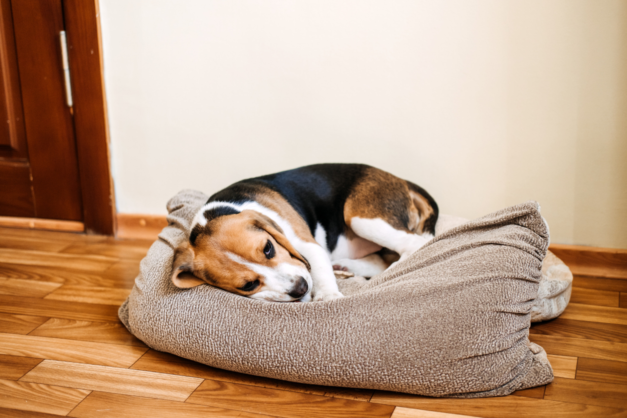 ¿Qué hacer si mi perro tiene diarrea? | MiVet