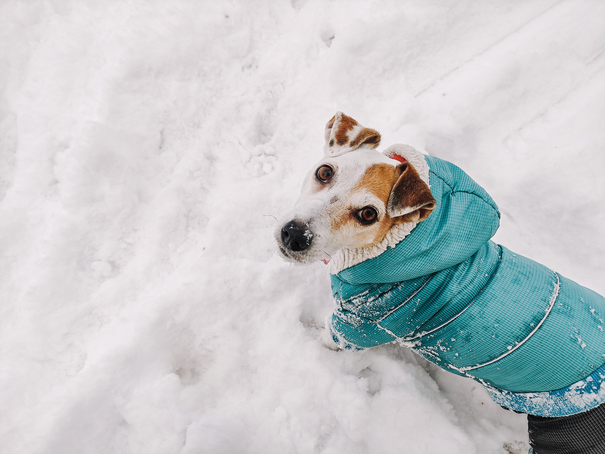Cómo Proteger a un Perro del Frío: Cuidados en Invierno | MiVet