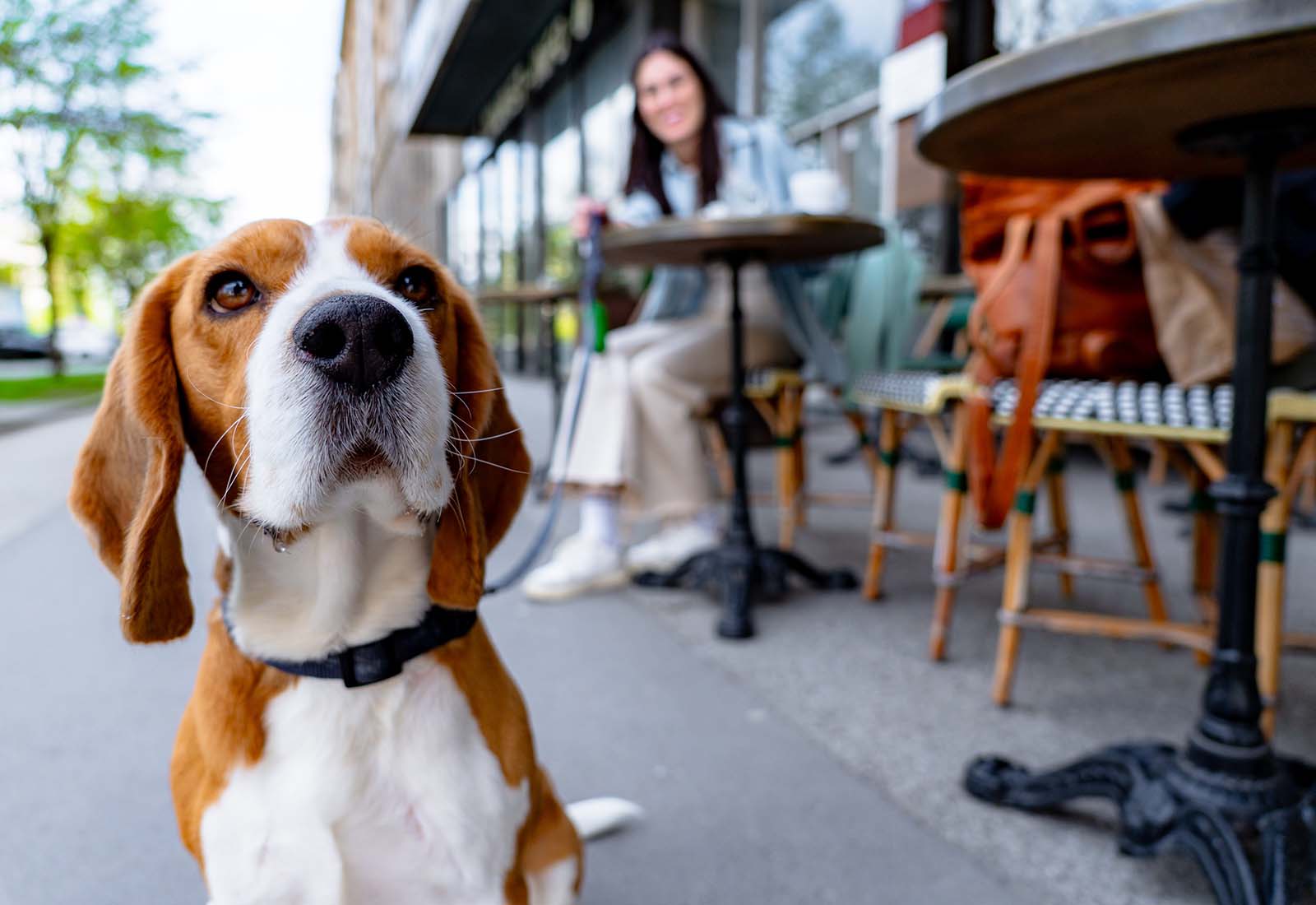 Ceguera en perros: causas, síntomas y tratamiento | MiVet