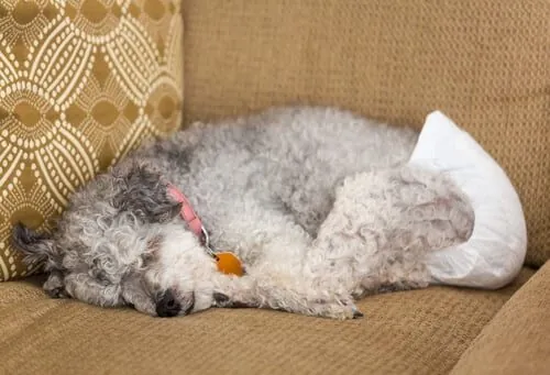 Hiperplasia prostática benigna en perros: síntomas y tratamiento | MiVet